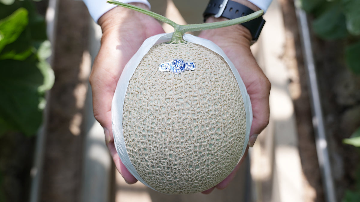 Expensive Japanese Fruit Culture: Why Is Fruit a Luxury in Japan ...