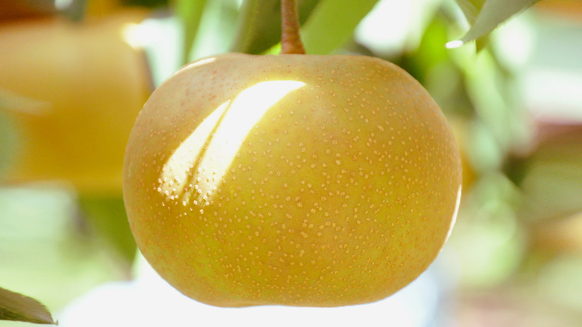 Japanese fall fruits: What makes Japanese Pears (Nashi) special ...