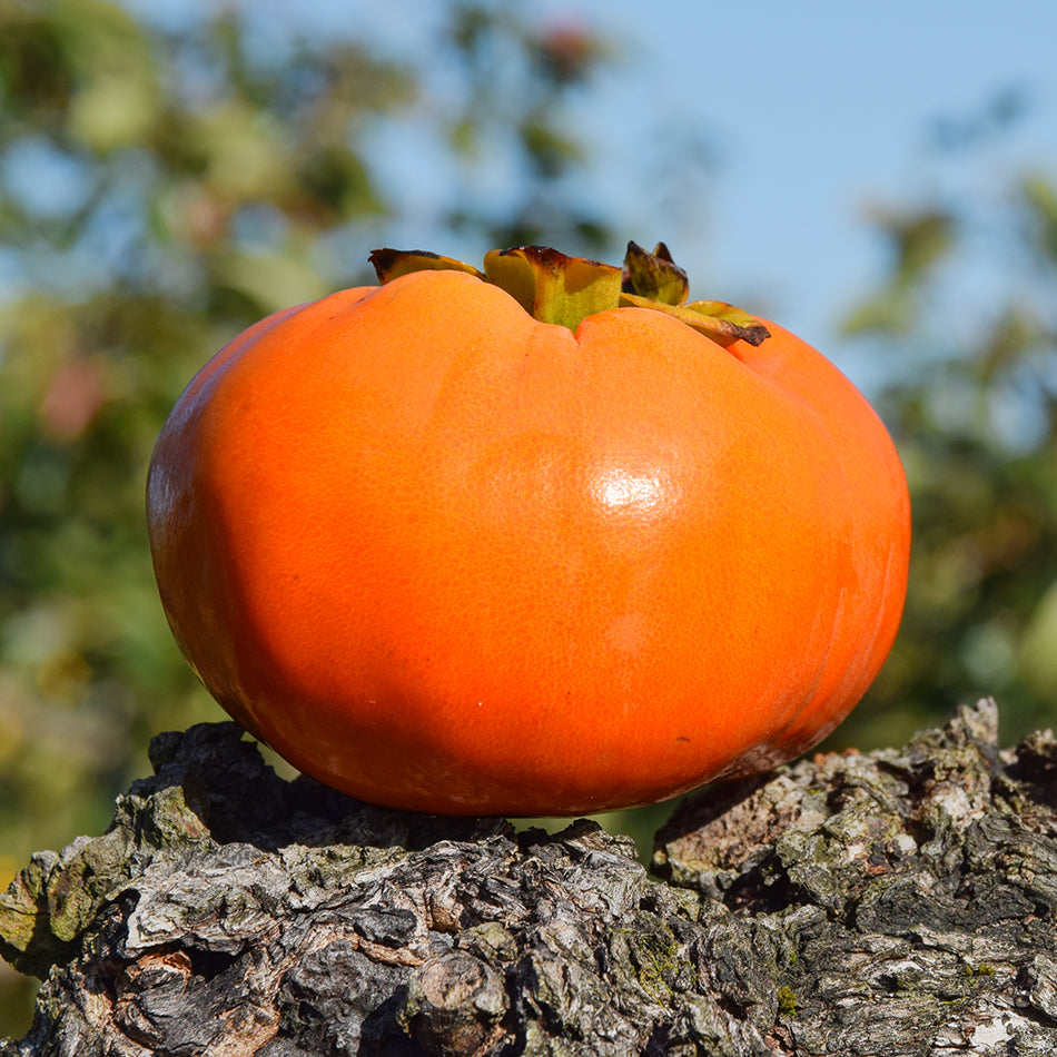 Fuyu Persimmon (XL ×6) – ikigaifruits.com