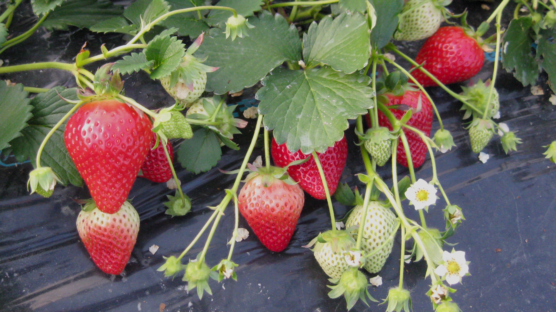 Bijinhime (XL) 12-15 Strawberries – ikigaifruits.com