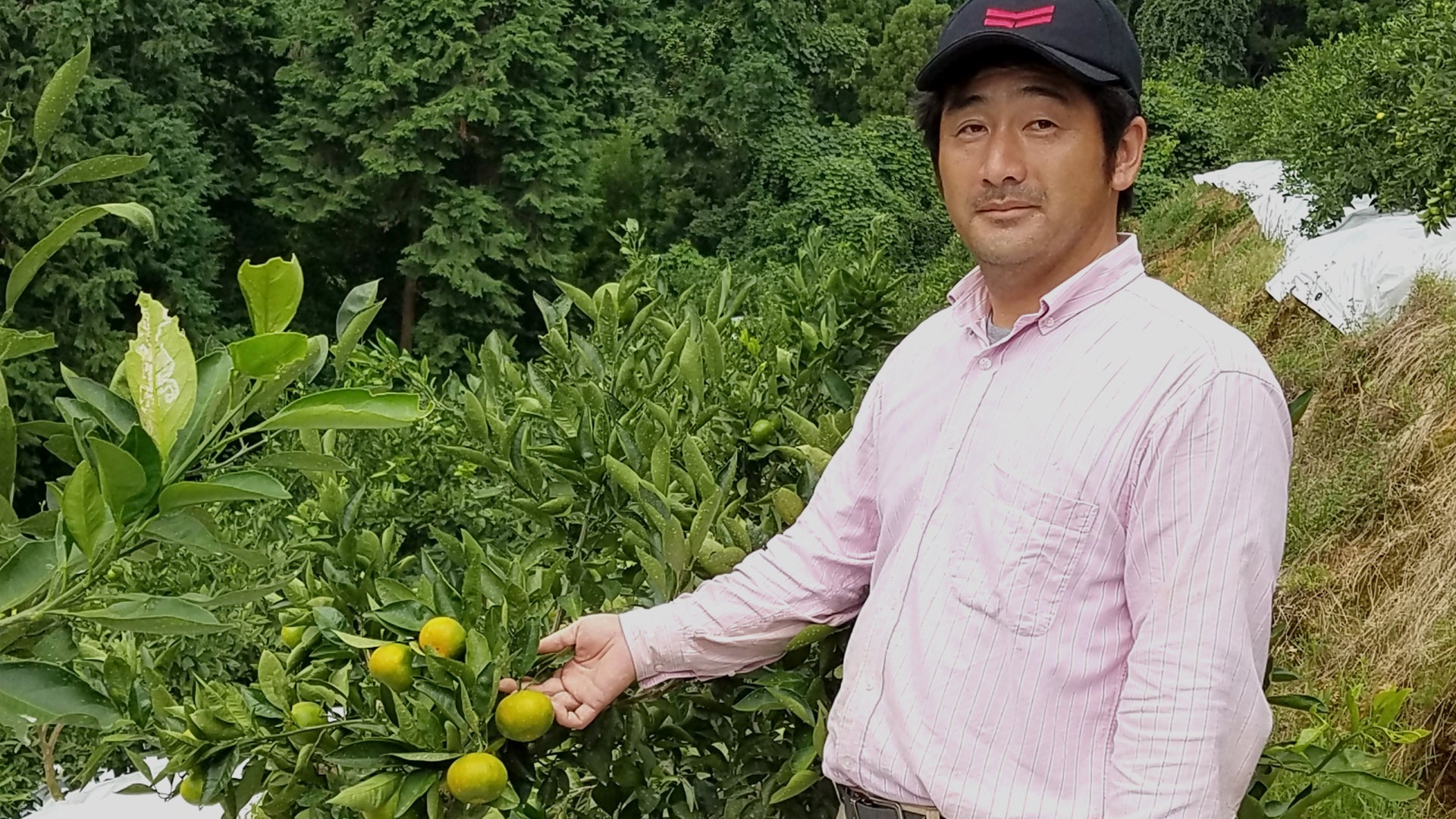 Unshu Mikan – ikigaifruits.com