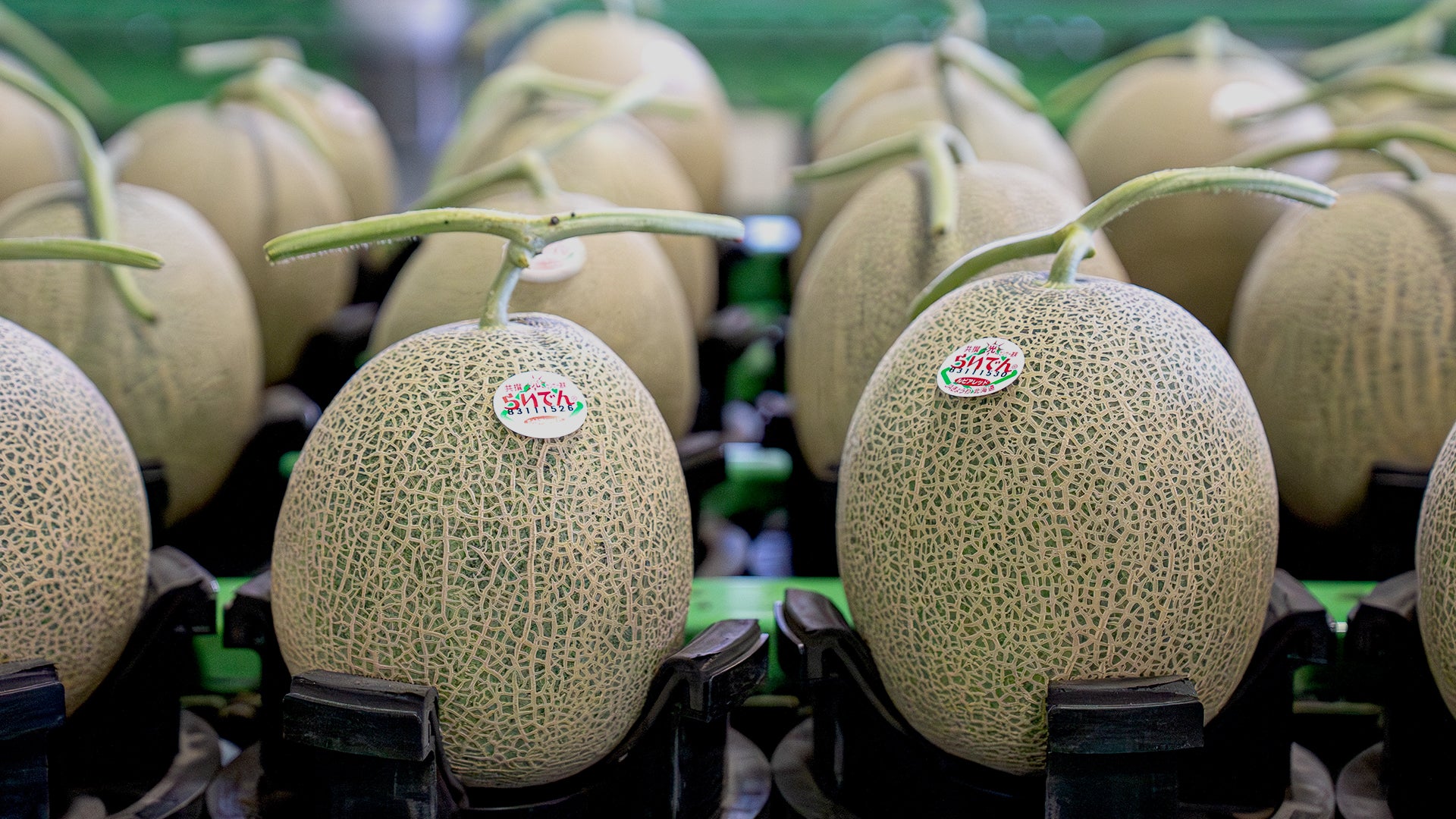 Raiden Melon (1pc) – ikigaifruits.com